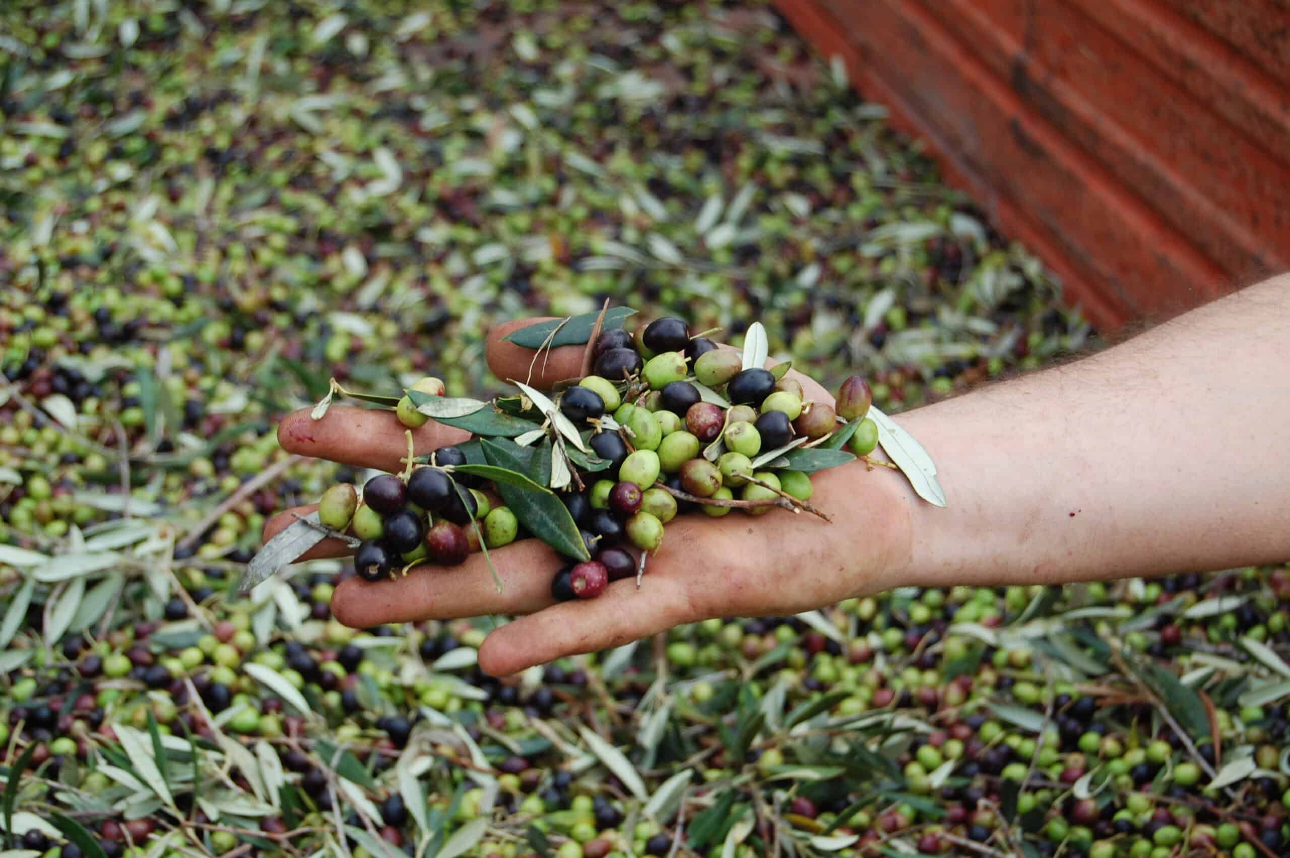 Latta Olio extravergine di Oliva Biologico 5l – La Dolce Vita Pitigliano