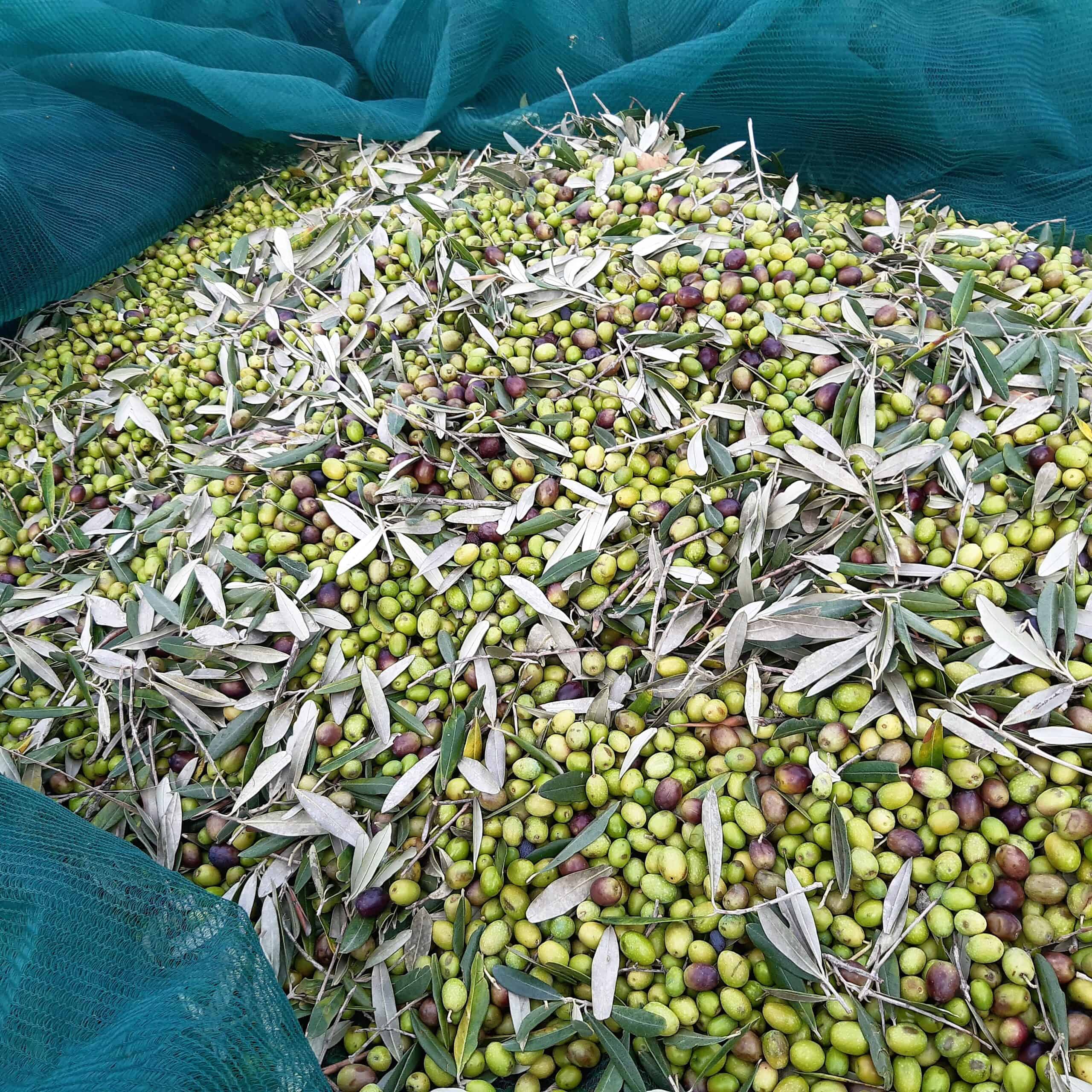 Latta Olio extravergine di Oliva Biologico 5l – La Dolce Vita Pitigliano