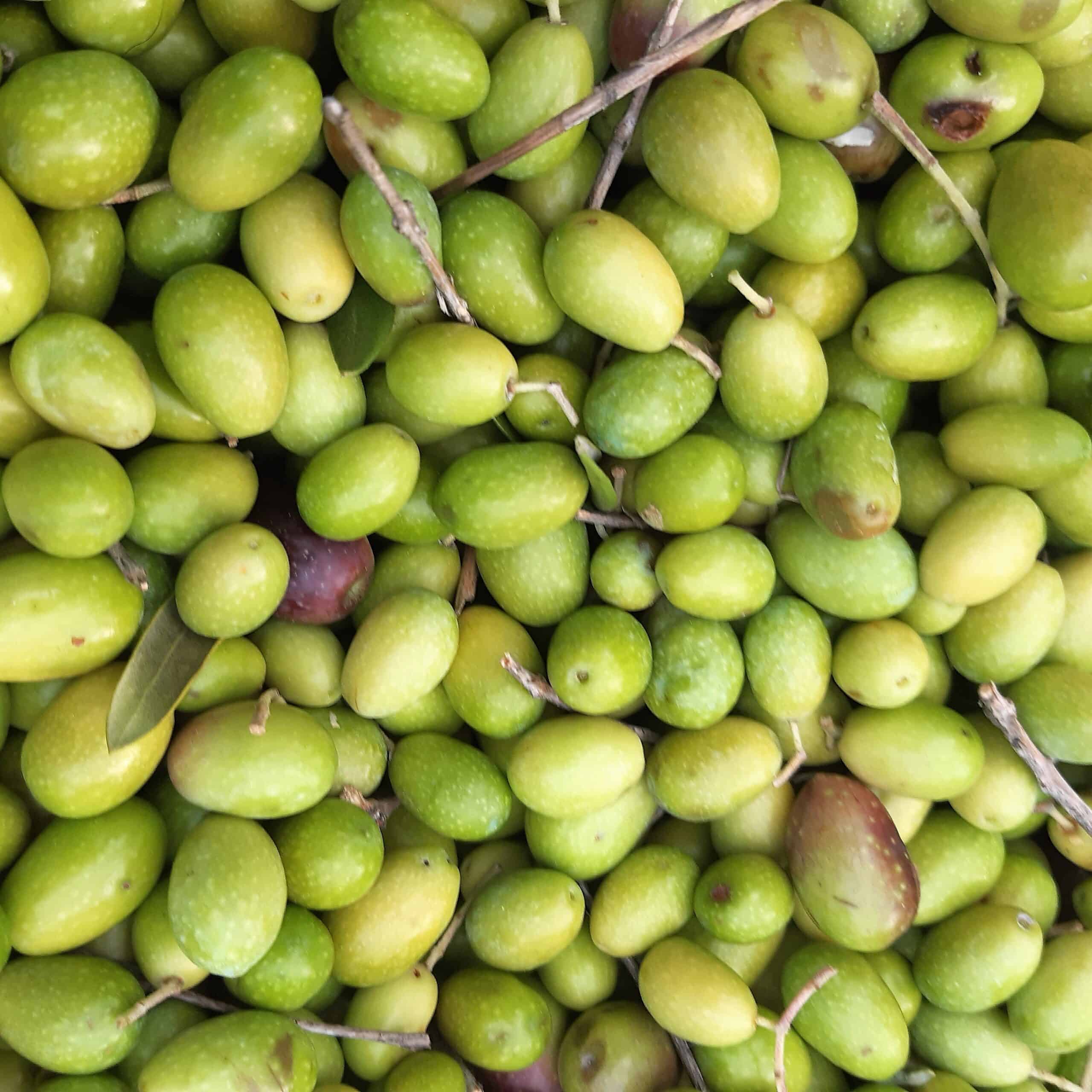 Latta Olio extravergine di Oliva Biologico 5l – La Dolce Vita Pitigliano
